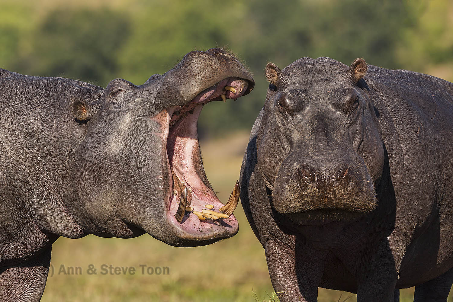 Jaw-dropping hippos and an ark of iconic African animals – Ann & Steve ...