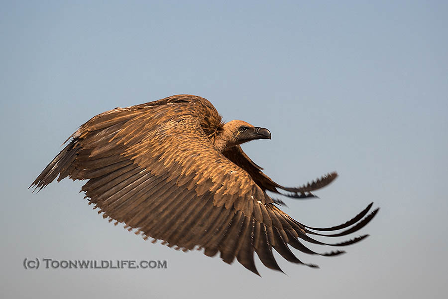 Two minute tutorial: Flying raptors – Ann & Steve Toon African Photo ...